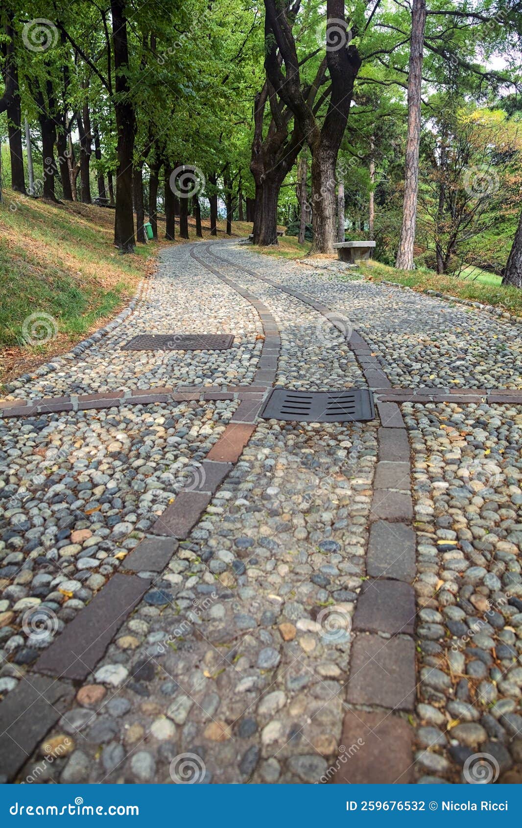 Paved Path Under a Tree Canopy Stock Photo - Image of cypress, lily ...