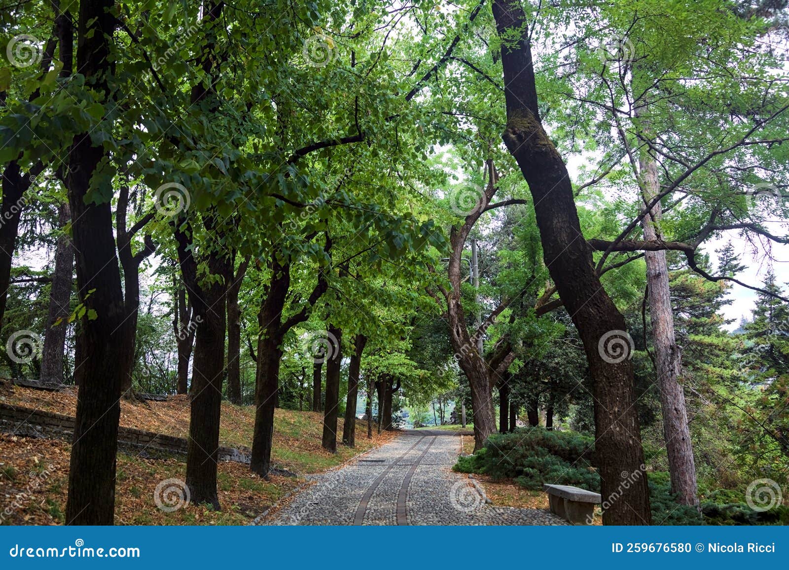 Paved Path Under a Tree Canopy Stock Photo - Image of fields, meadow ...