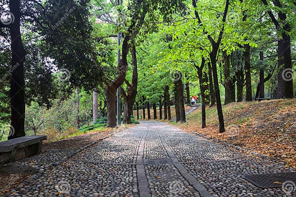 Paved Path Under a Tree Canopy Stock Photo - Image of flower, hill ...