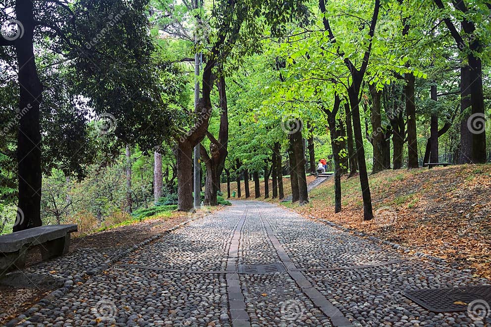 Paved Path Under a Tree Canopy Stock Photo - Image of flower, hill ...