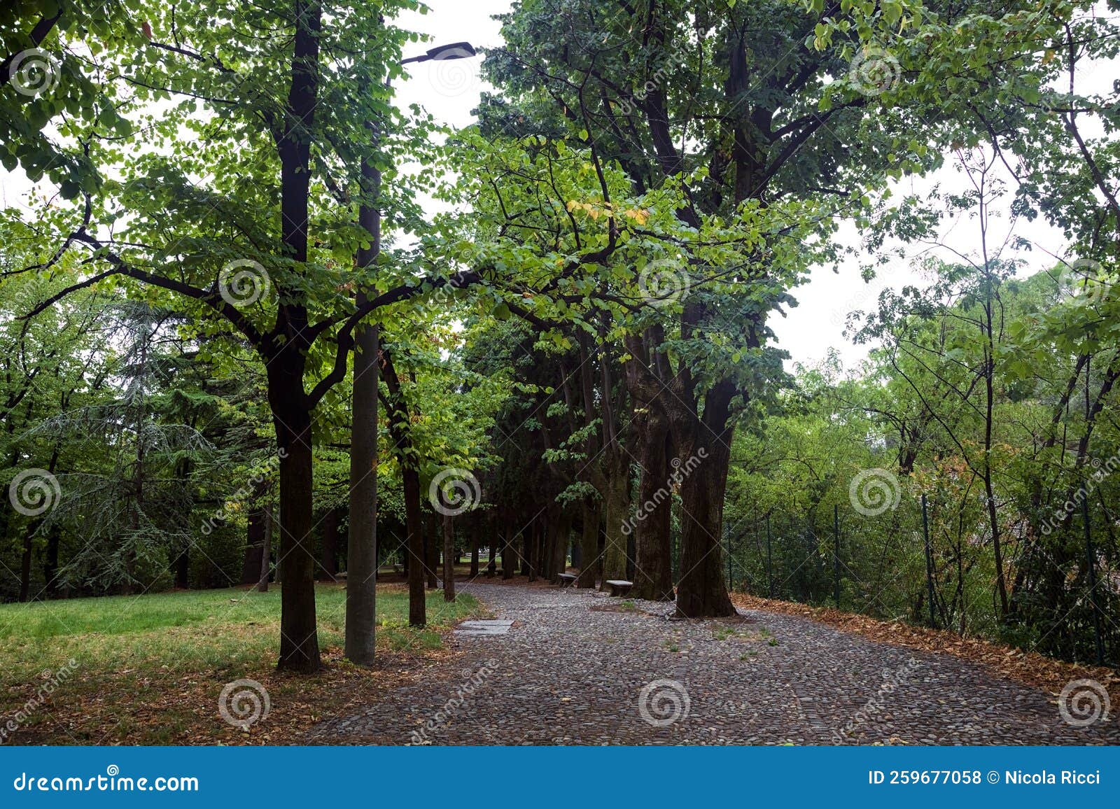 Paved Path Under a Tree Canopy Stock Photo - Image of culture, house ...