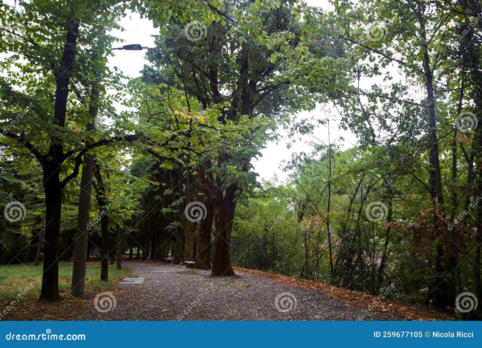 Paved Path Under a Tree Canopy Stock Image - Image of house, meadow ...