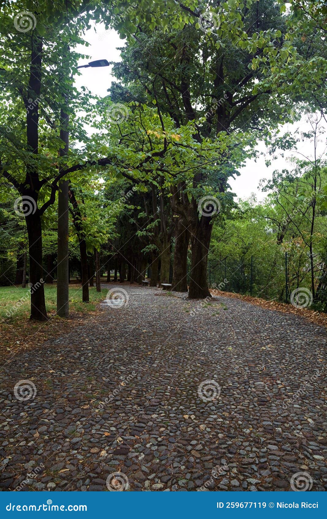 Paved Path Under a Tree Canopy Stock Image - Image of field, beautiful ...