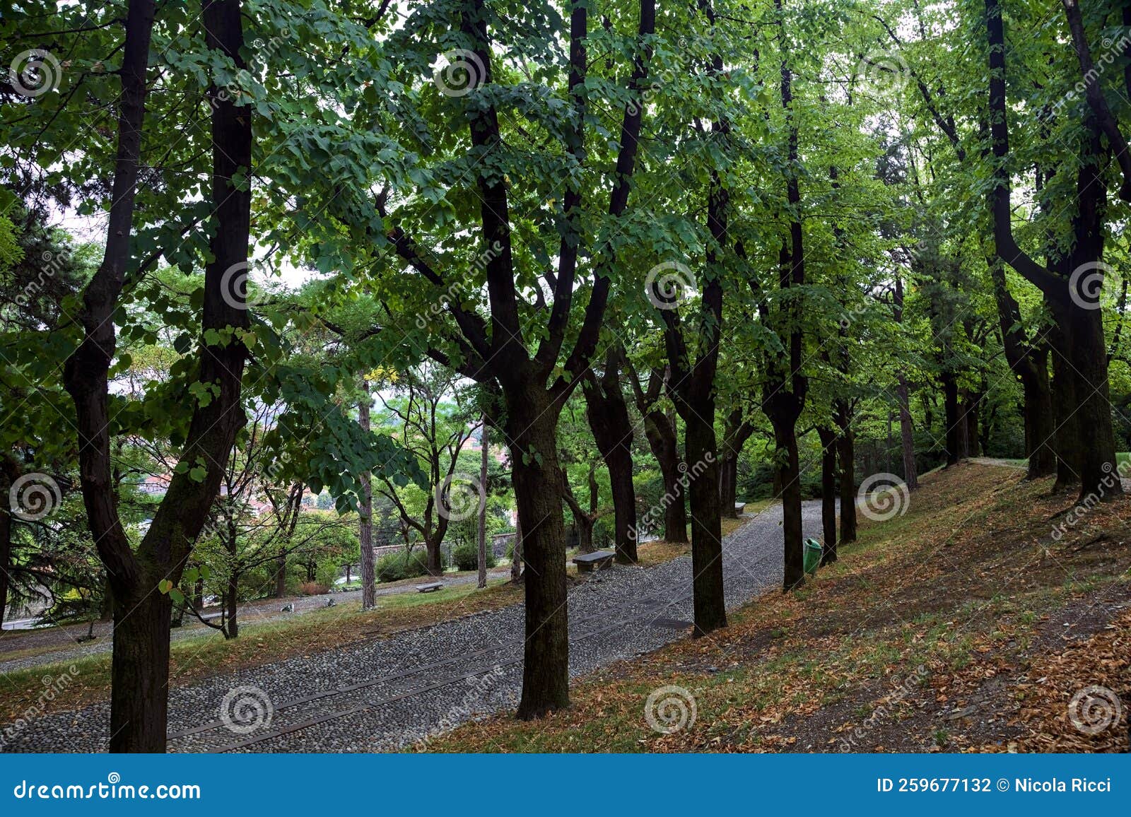 Paved Path Under a Tree Canopy Stock Photo - Image of idyllic, blue ...