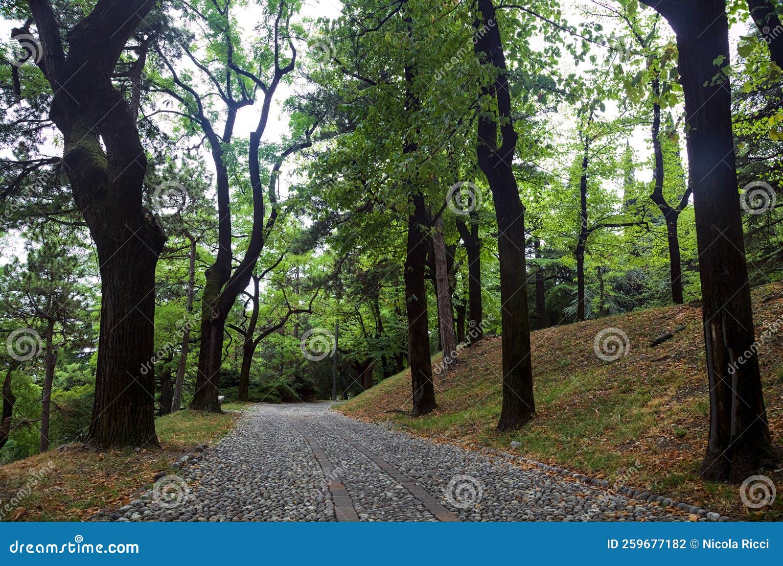 Paved Path Under a Tree Canopy Stock Photo - Image of park, hill: 259677182
