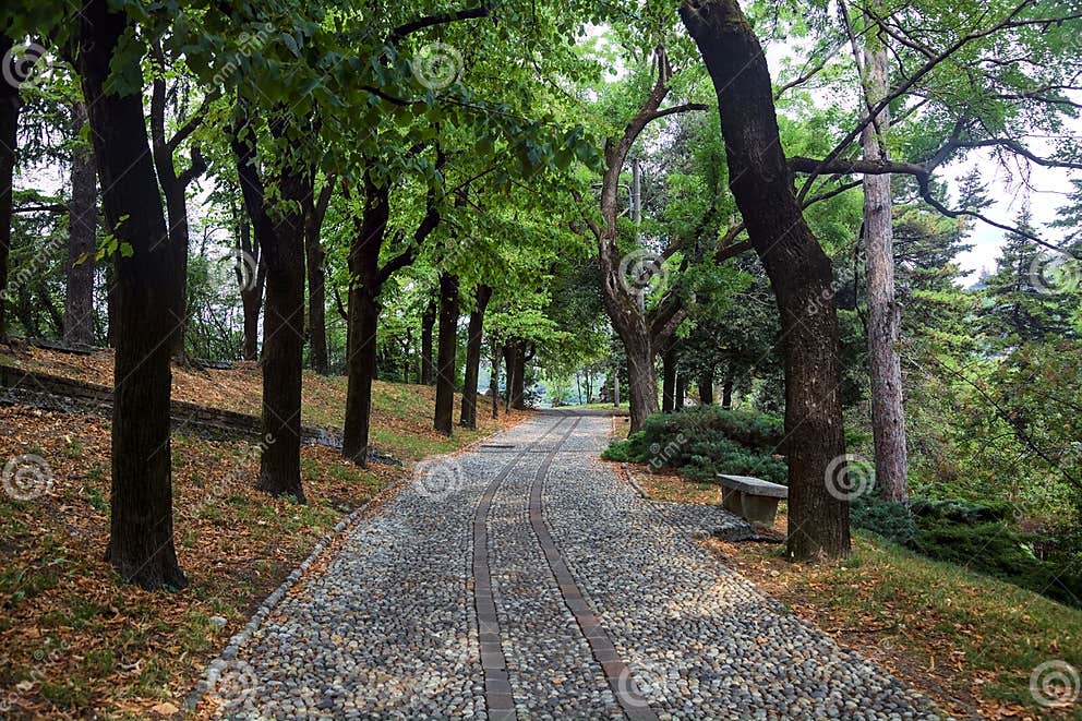 Paved Path Under the Tree Canopy of a Park with Stone Benches by Its ...