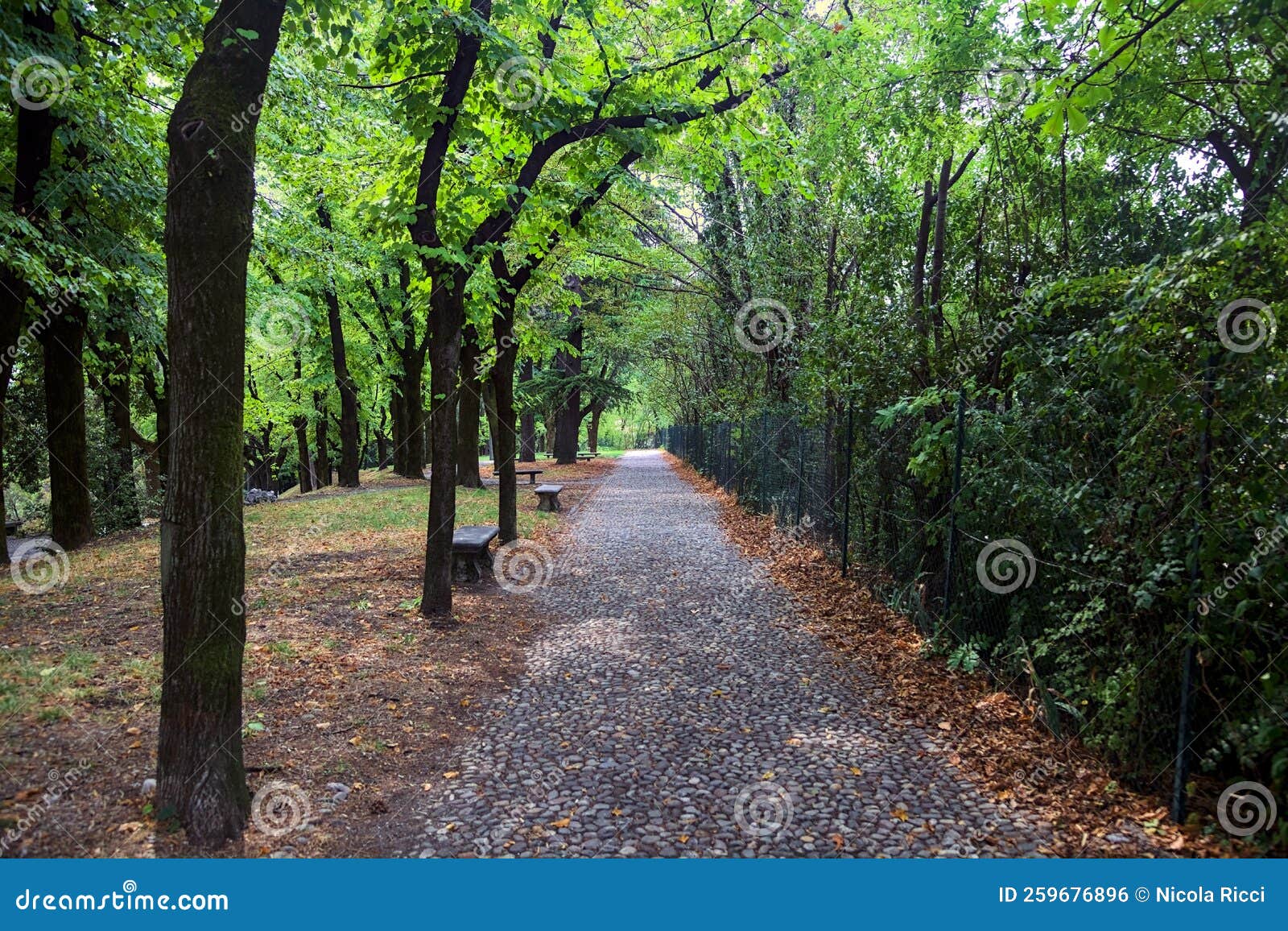 Paved Path Under the Tree Canopy of a Park with Stone Benches by Its ...