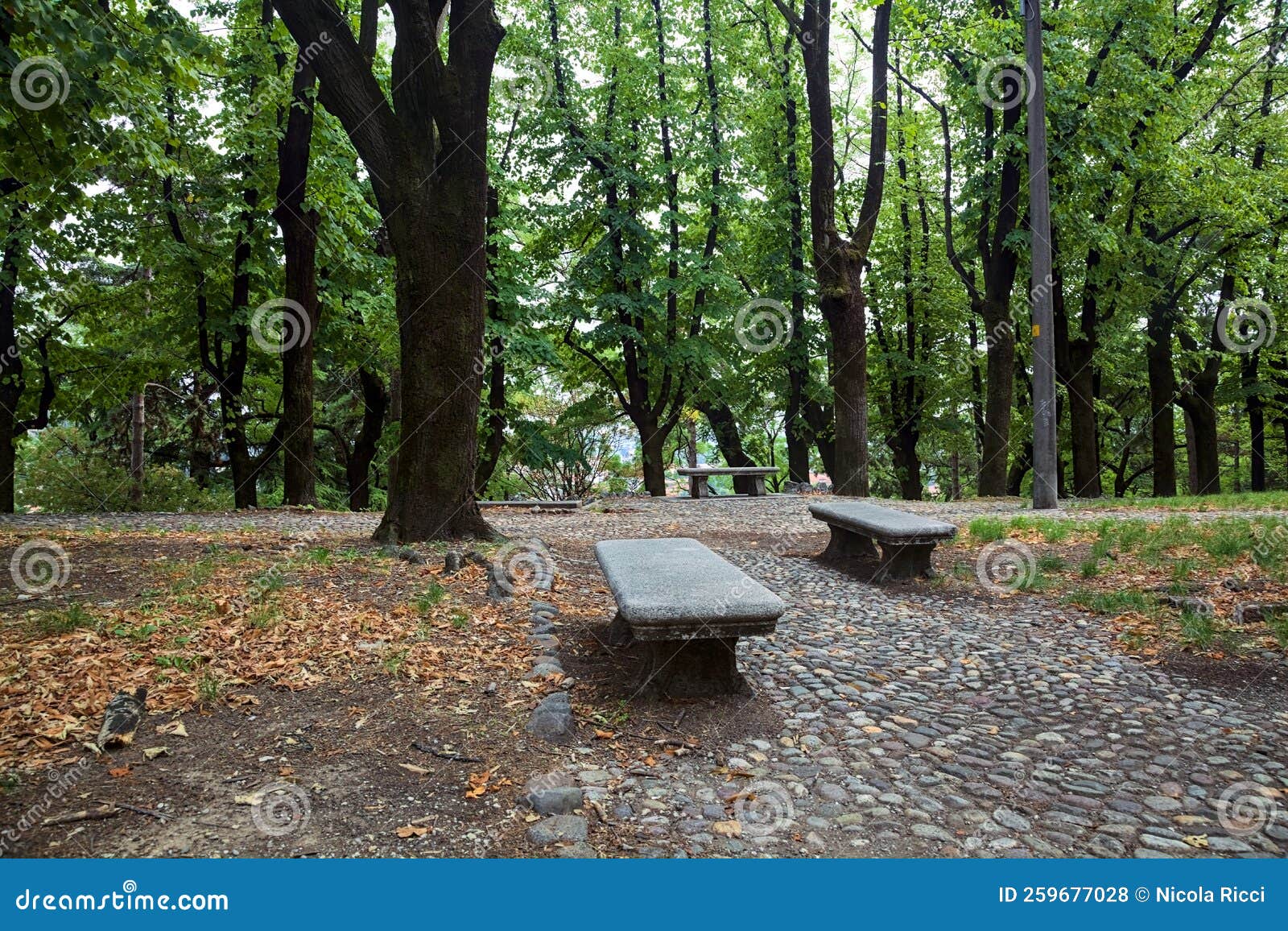 Paved Path Under the Tree Canopy of a Park with Stone Benches by Its ...