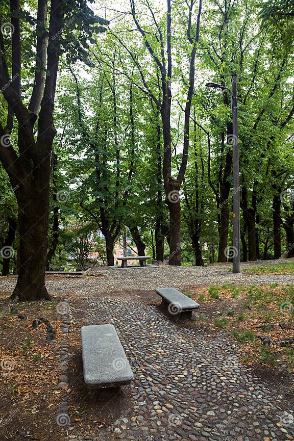 Paved Path Under the Tree Canopy of a Park with Stone Benches by Its ...