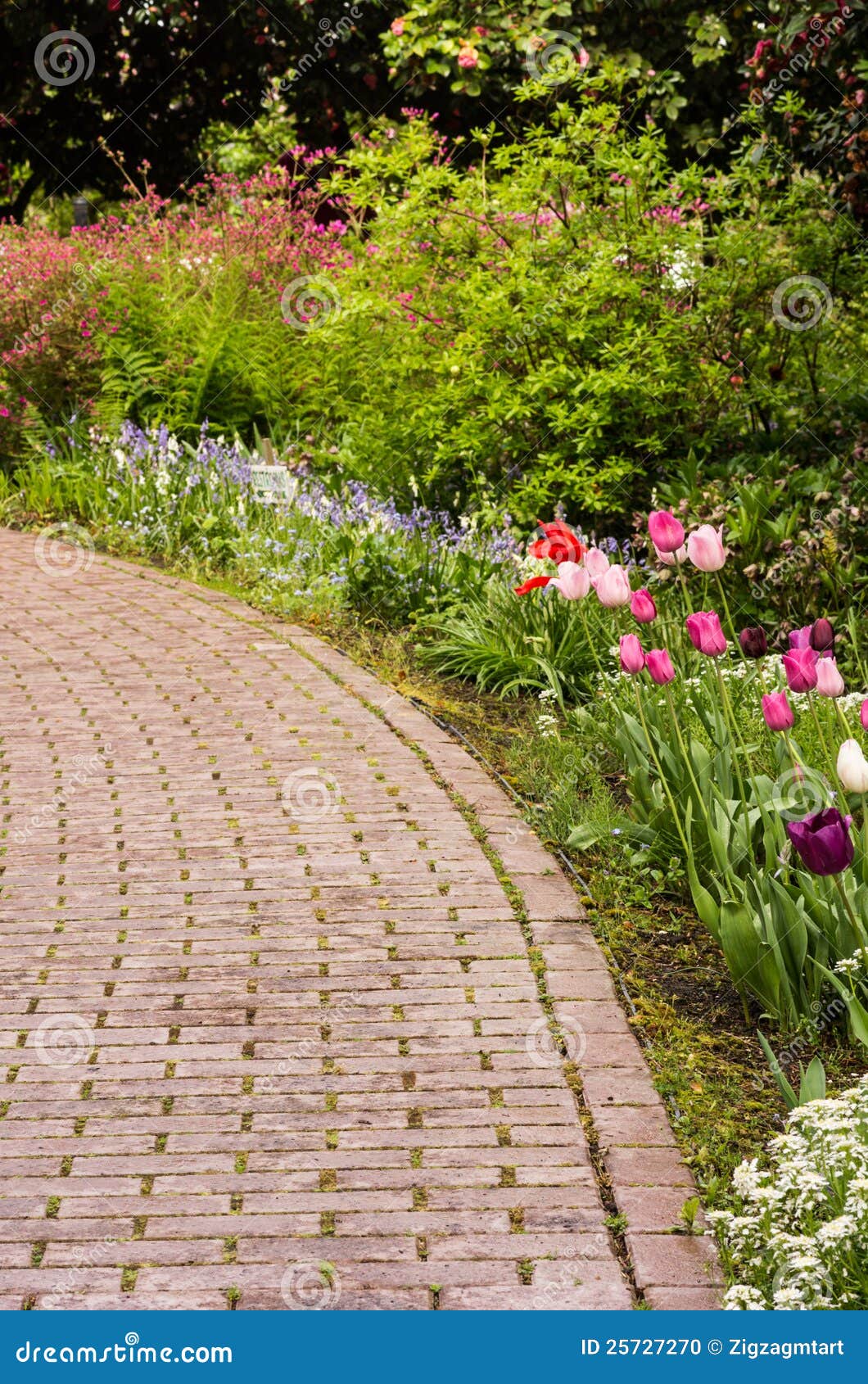 Paved Path or Walk through Garden Stock Photo - Image of land, lilac ...