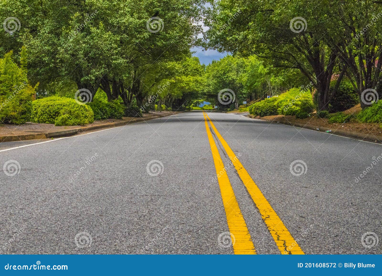 A Paved Road through Beautiful Trees Stock Photo - Image of road ...