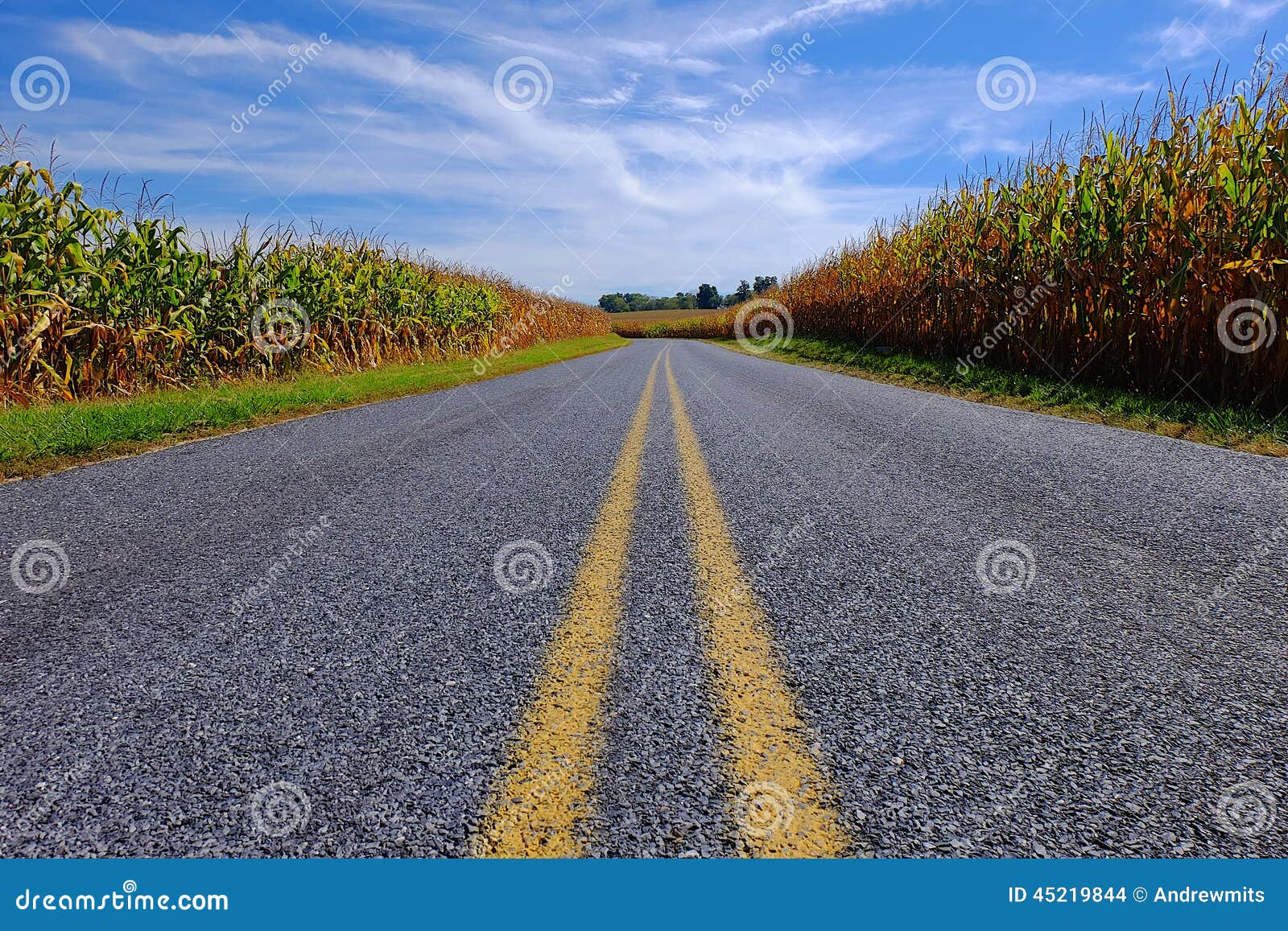 Paved Road through Corn Field Stock Photo - Image of country, farm ...
