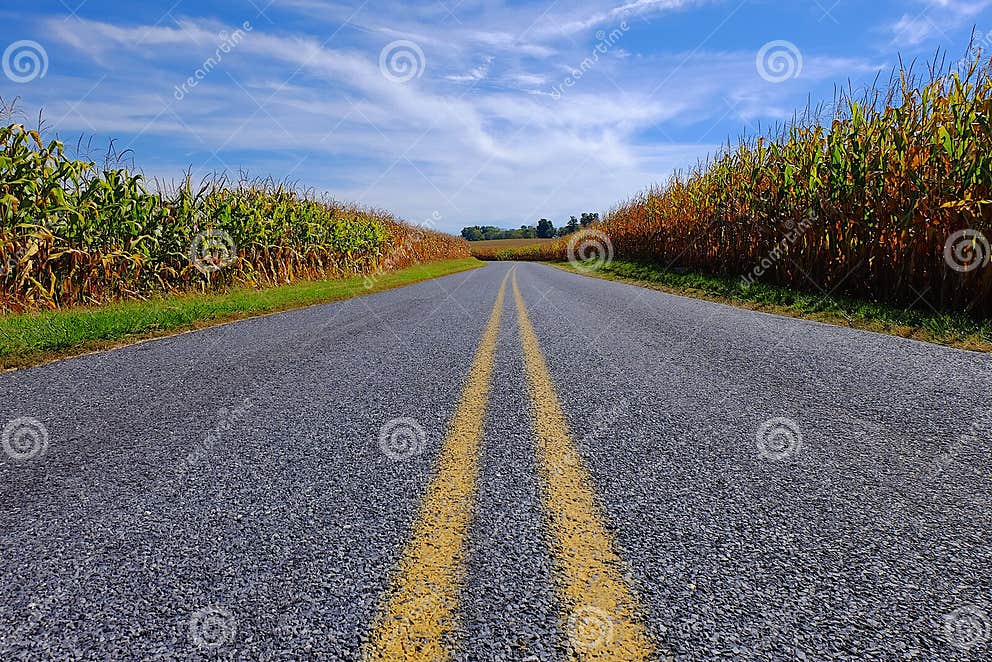 Paved Road through Corn Field Stock Photo - Image of country, farm ...