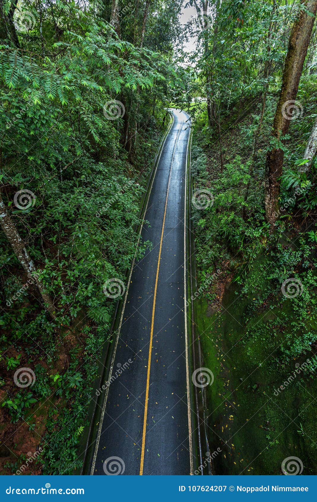 Paved Road in the Rainforest Stock Image - Image of landscape, nature ...