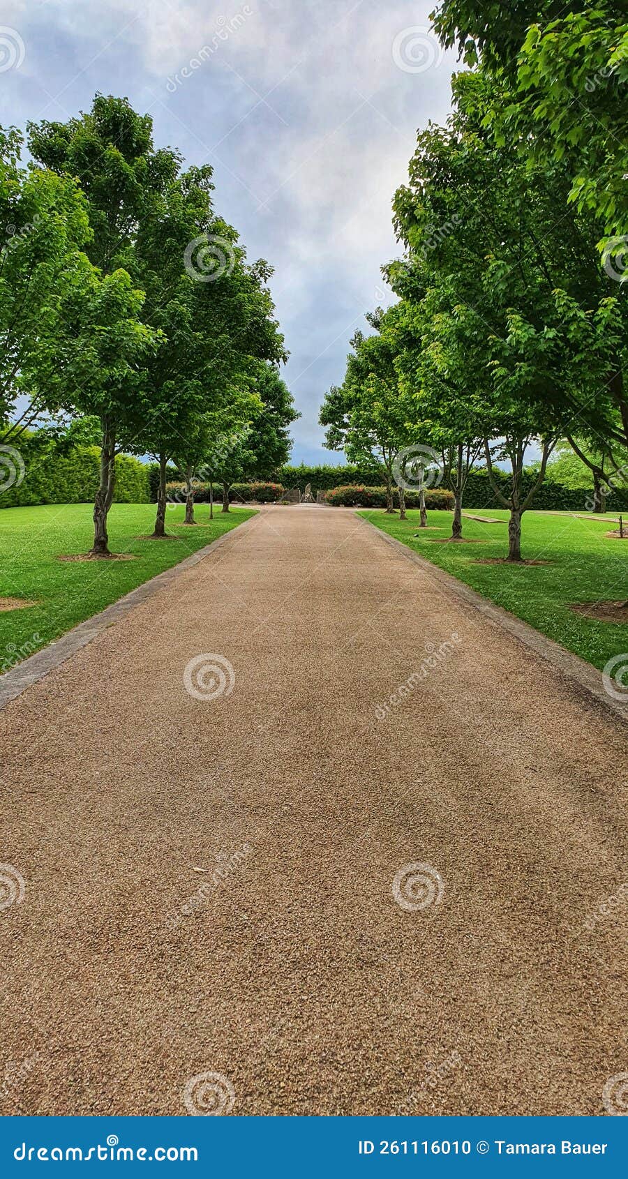 Paved Road with Trees on Either Side, Beautiful Garden Stock Photo ...