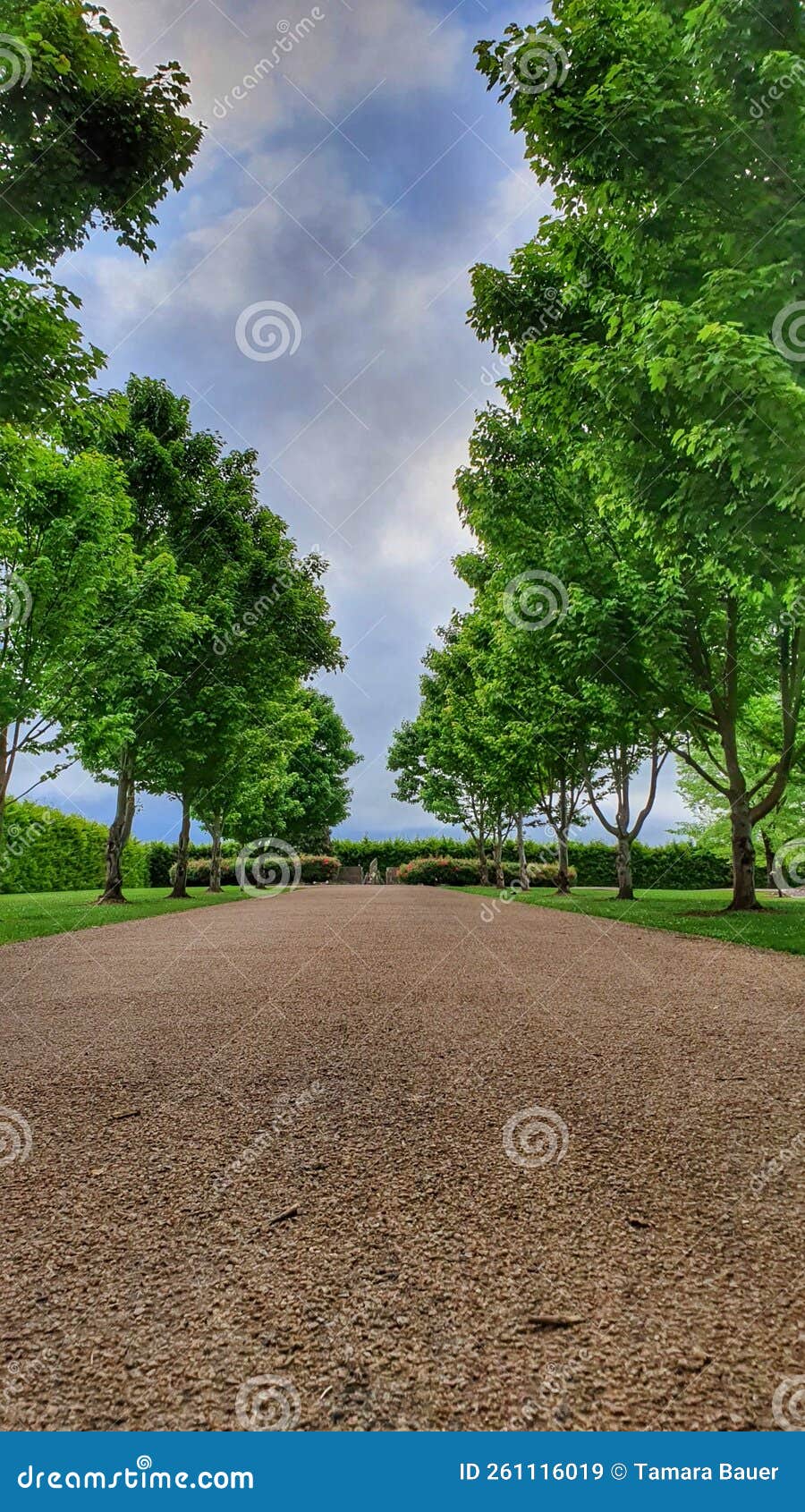 Paved Road with Trees on Either Side, Beautiful Garden Stock Image ...