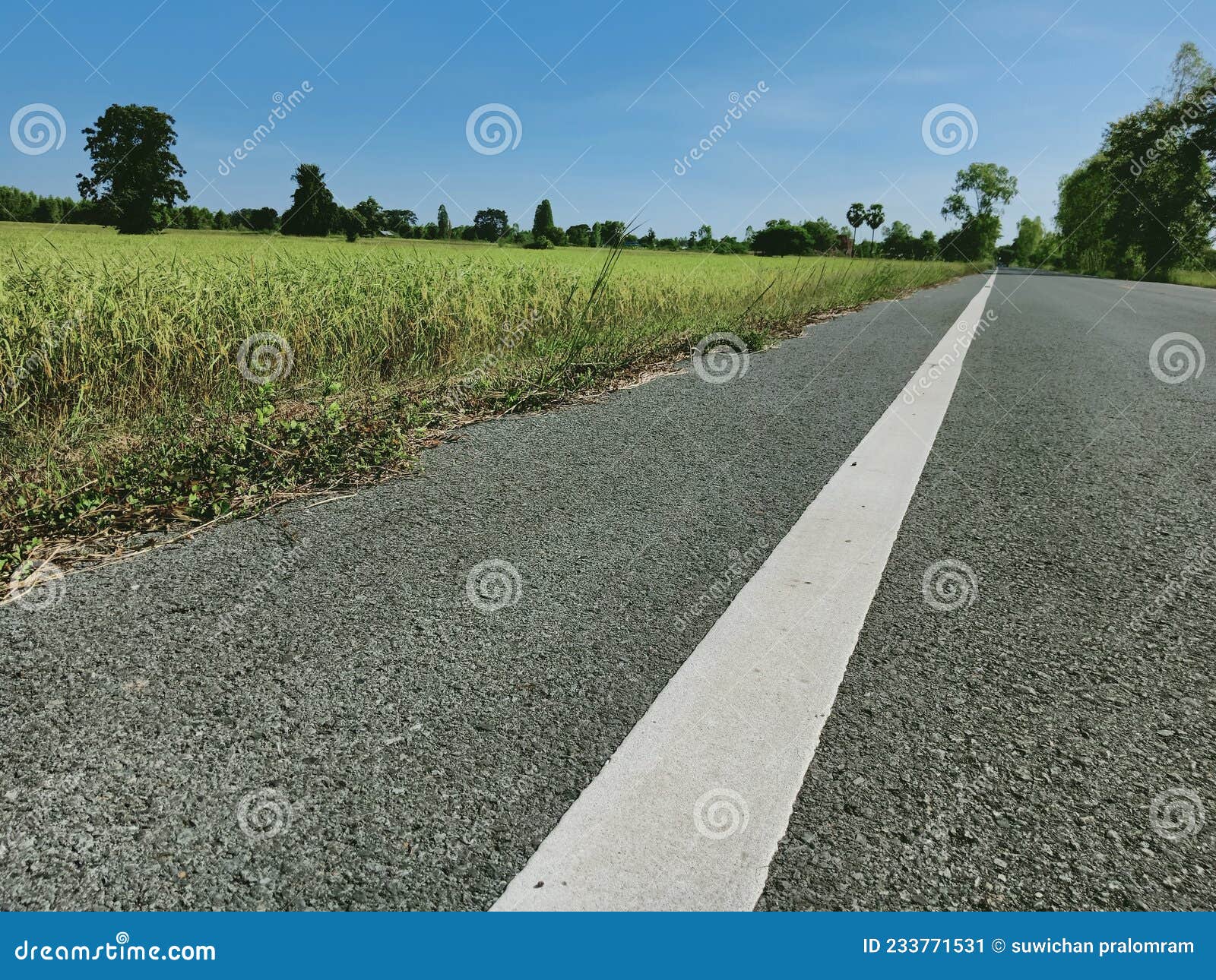 Paved Roads and Rice Fields Stock Image - Image of landscape, beautiful ...
