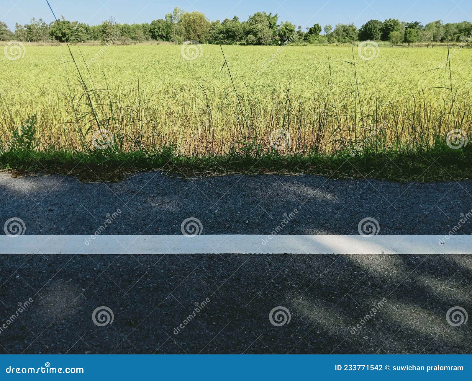 Paved Roads and Rice Fields Stock Photo - Image of asphalt, panorama ...