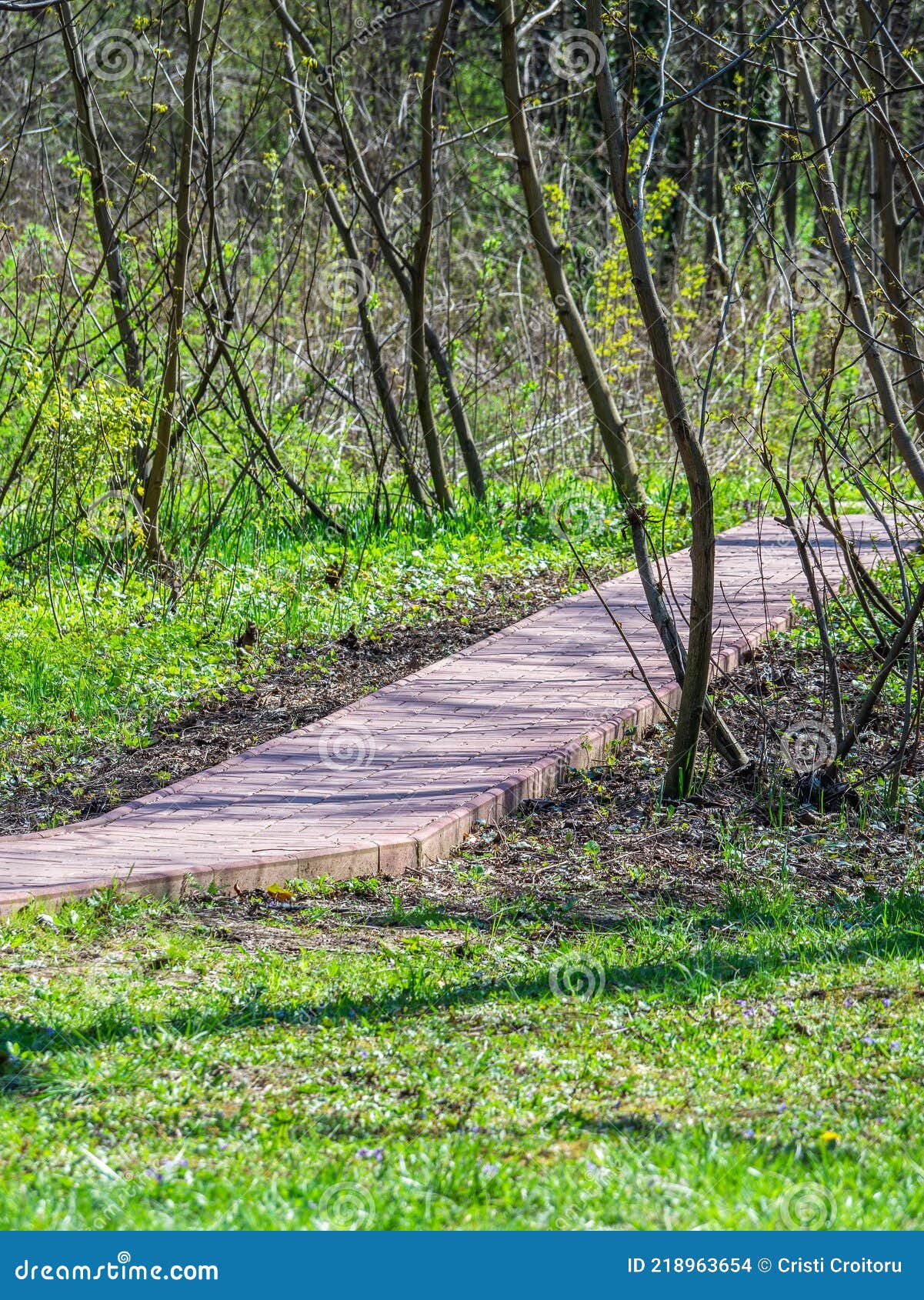 Paved Stone Footpath Or Pathway In With Fresh Green Grass, Nature Trail ...