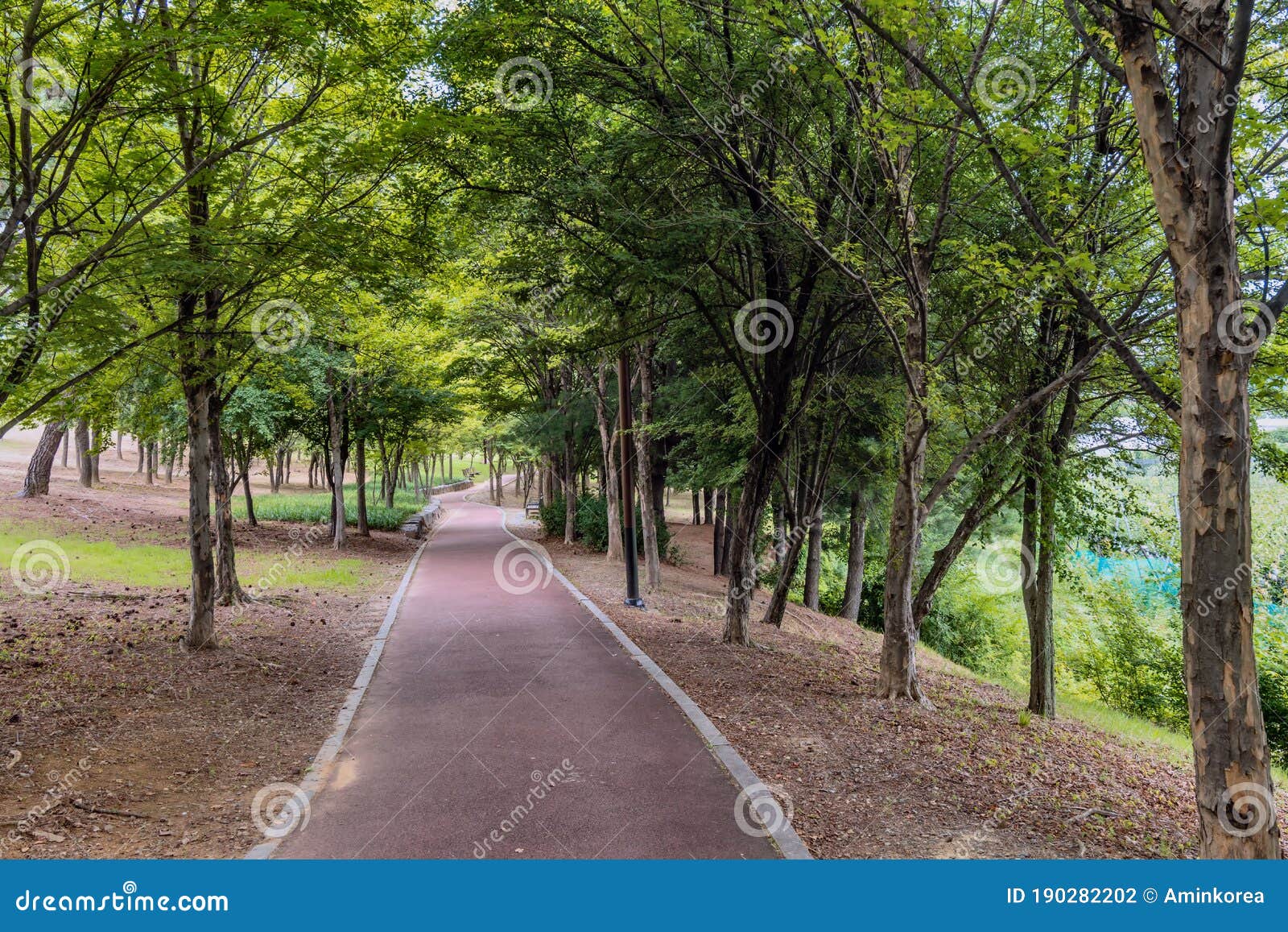 Paved Walking Path Under Shade Trees Stock Photo - Image of deciduous ...