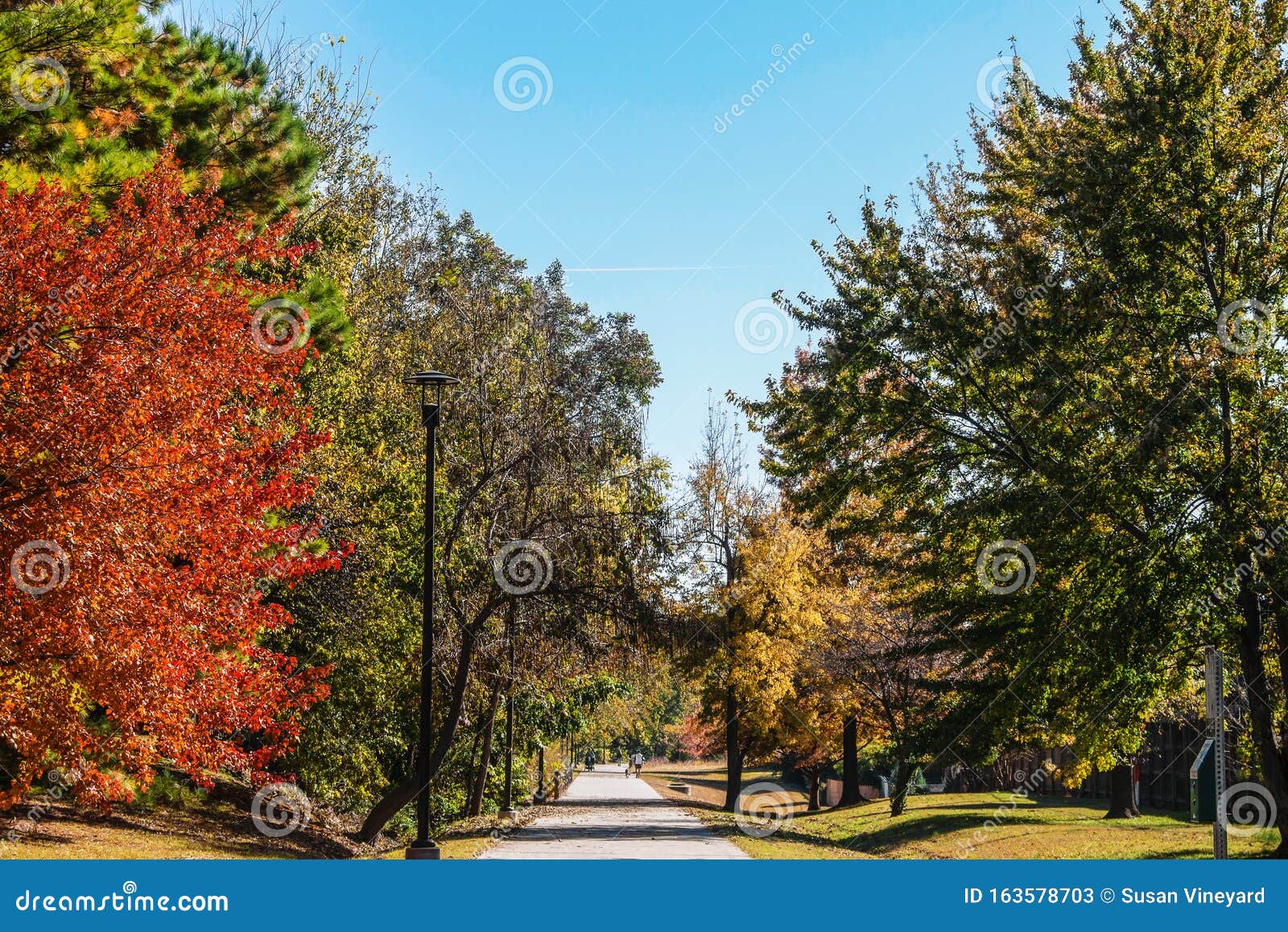 Paved Walking-running Path through the Trees on a Beautiful Sunny ...