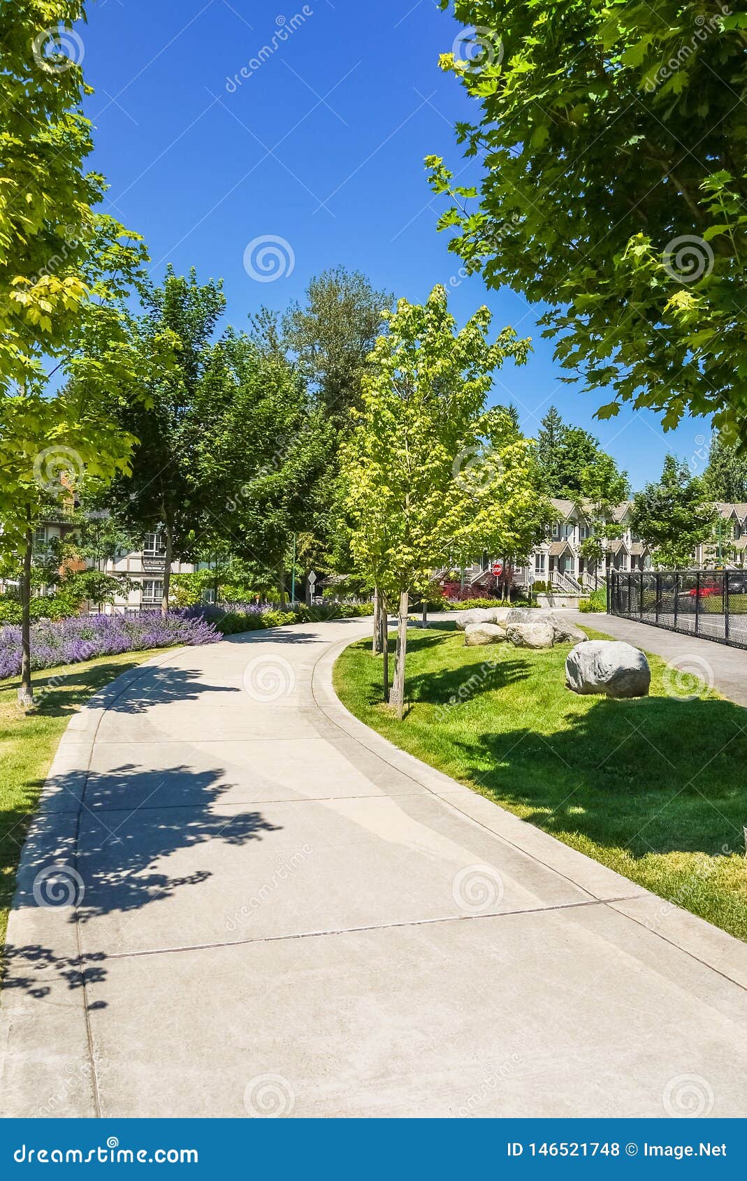 Paved Walkway with Maple Trees in Park Area of Residential Community ...