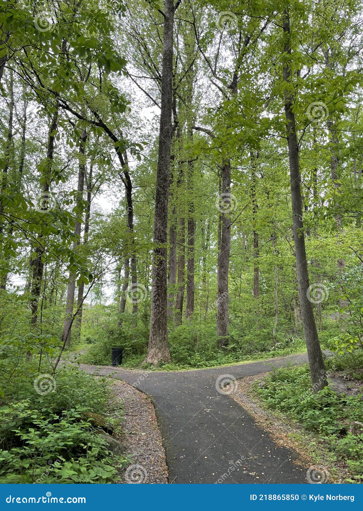 The Diverging Pathways of the Forest Stock Photo - Image of walkway ...