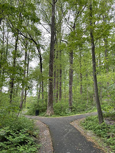 The Diverging Pathways of the Forest Stock Photo - Image of walkway ...