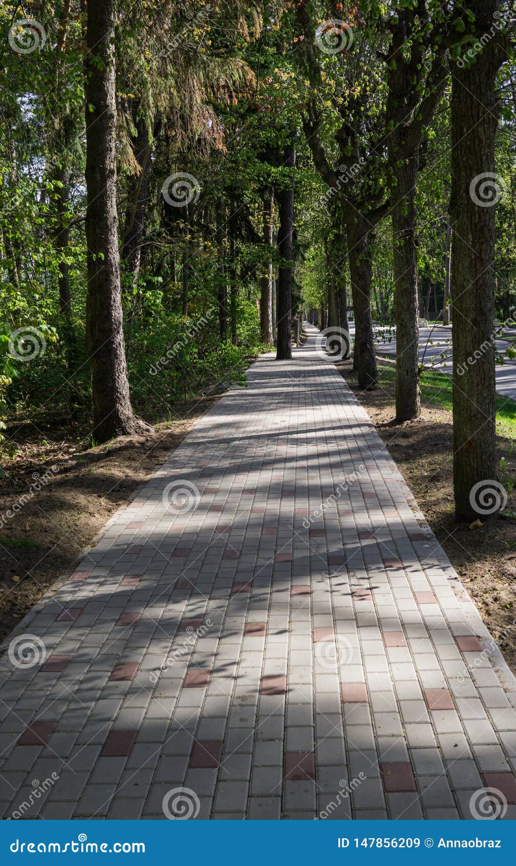 A Paved Walkway among the Tree Lane Stock Image - Image of foot ...