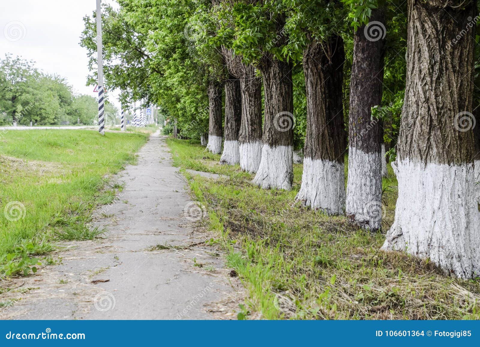 Pavement Along Large Trees with Whitewashed Trunks. Stock Photo - Image ...