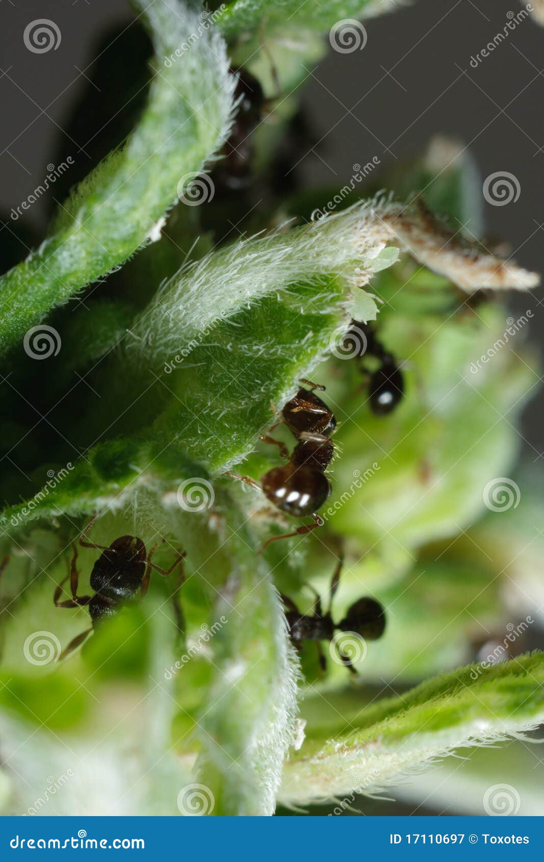 Pavement ants at work stock image. Image of teamwork - 17110697