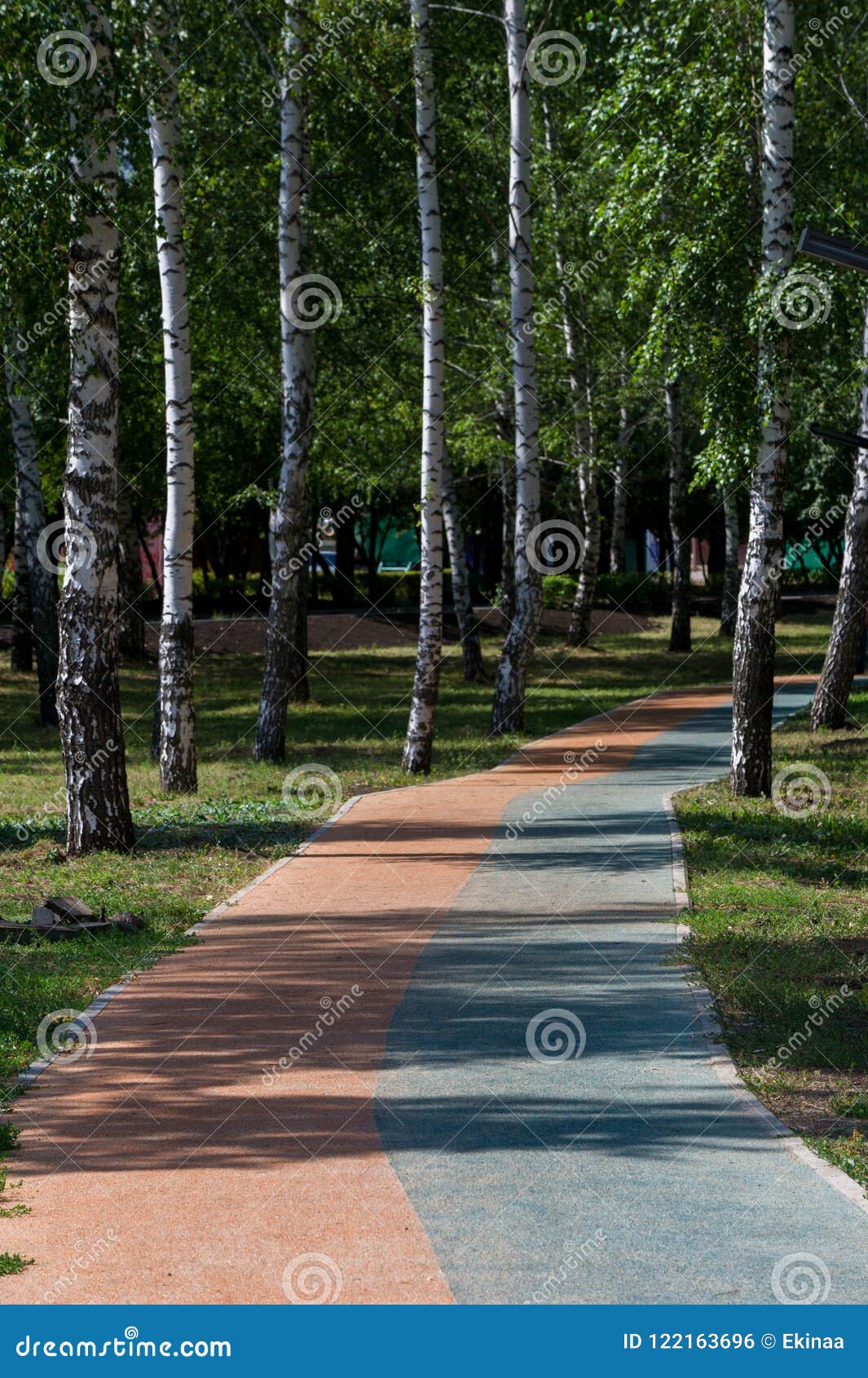Pavement in the Birch Forest Stock Photo - Image of peaceful, city ...