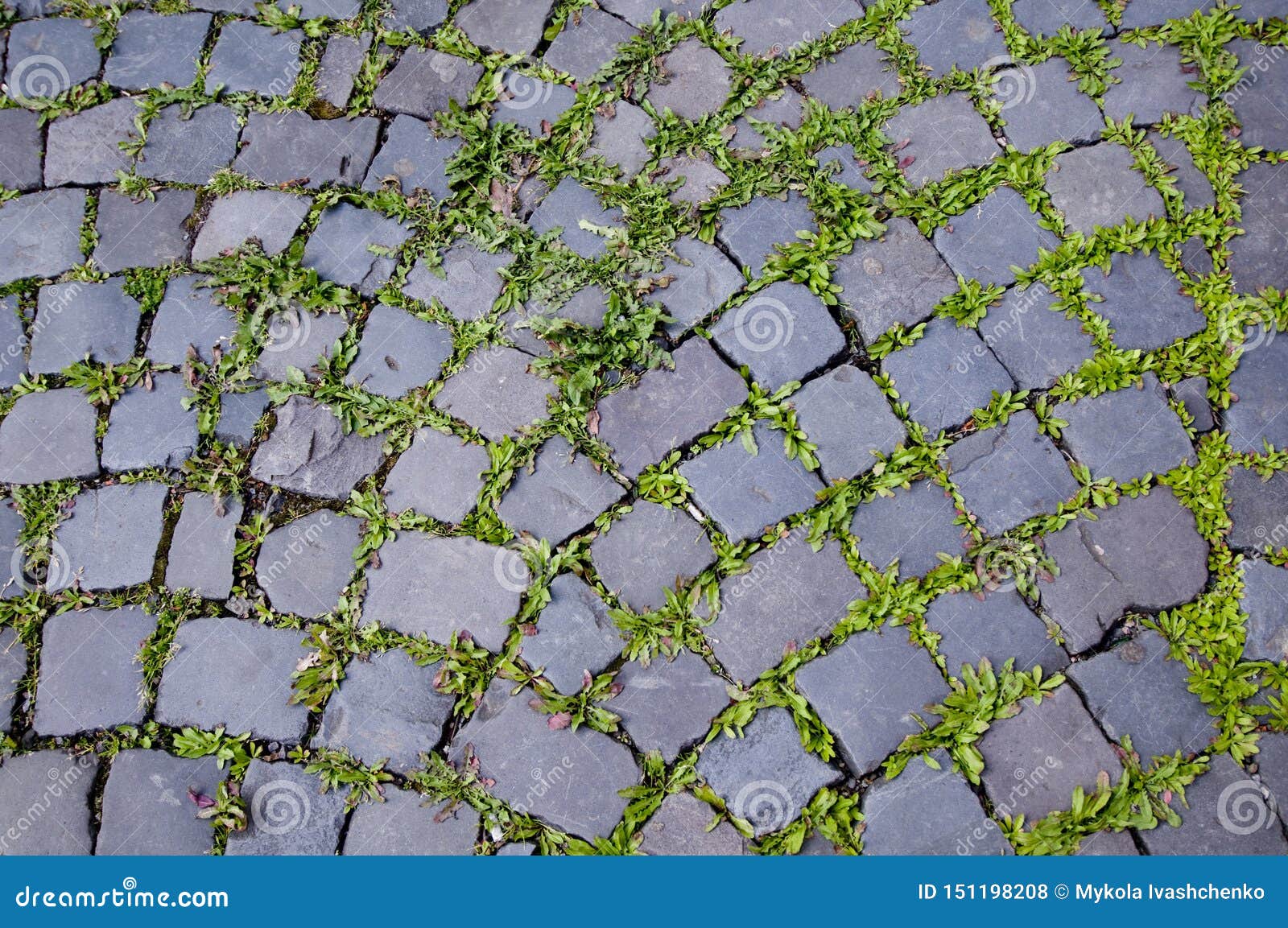 Pavement close up stock photo. Image of floor, garden - 151198208