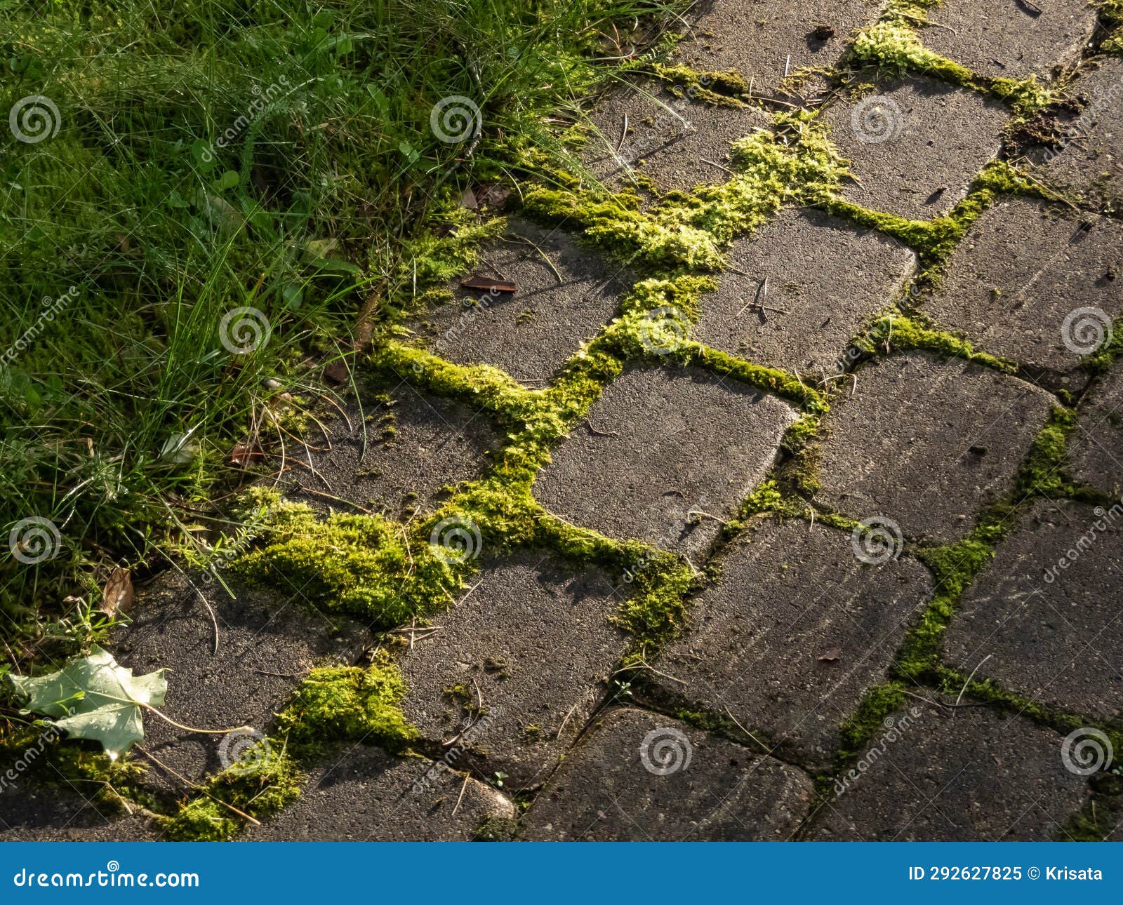 Pavement with Green Moss Growing in Spaces between All Bricks. Moss ...