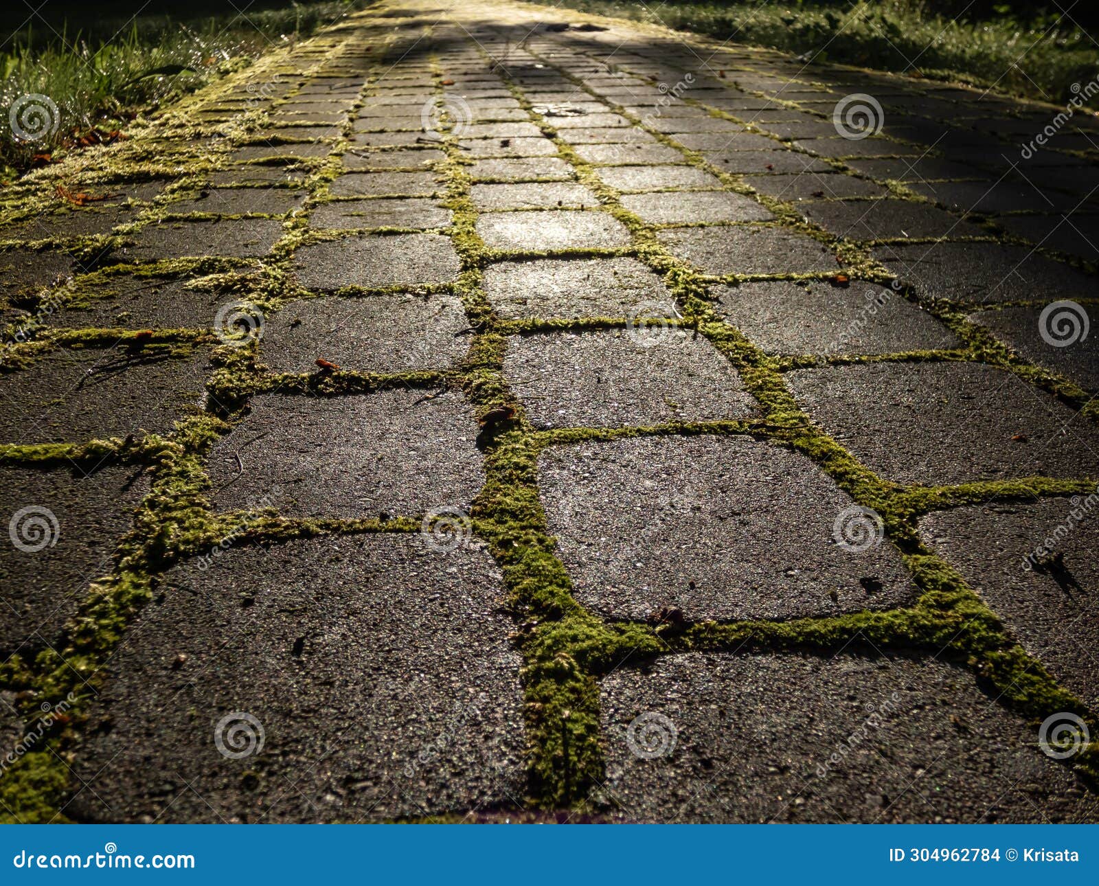 Pavement with Green Moss Growing in Spaces between All Bricks. Moss ...