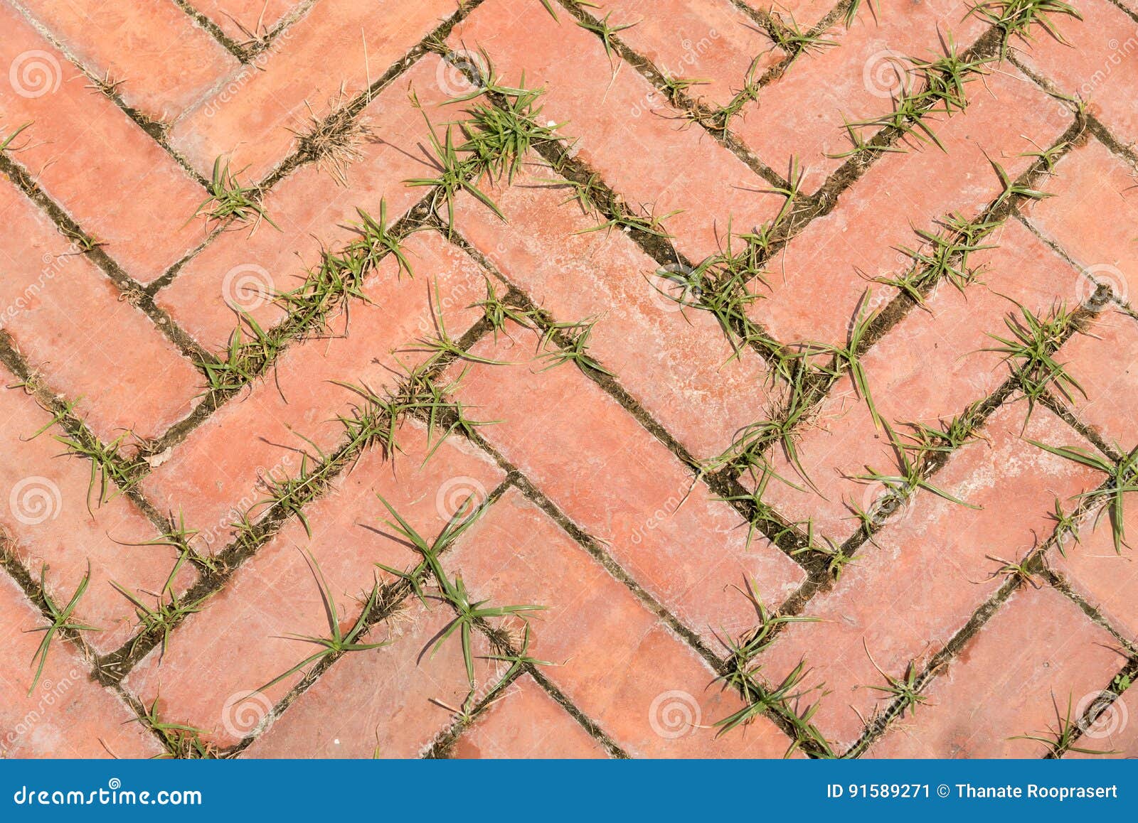 Pavement in the park. stock image. Image of decoration - 91589271