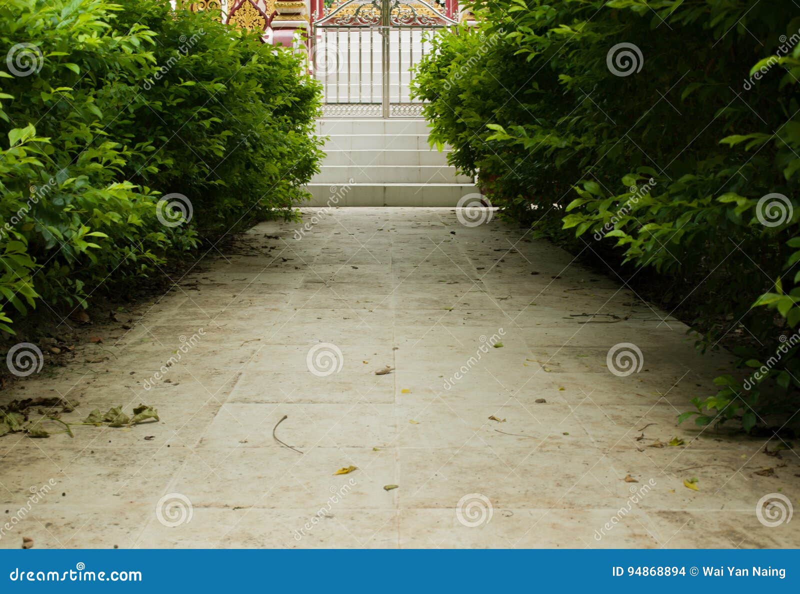 PAVEMENT with PLANTS, STOCK PHOTO Stock Photo - Image of park, messy ...
