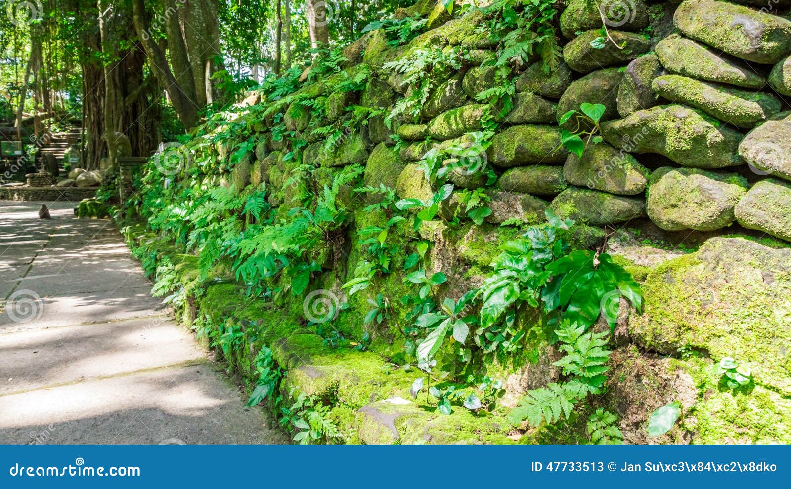 Pavement with Stone Wall in Monkey Forest, Ubud Stock Image - Image of ...