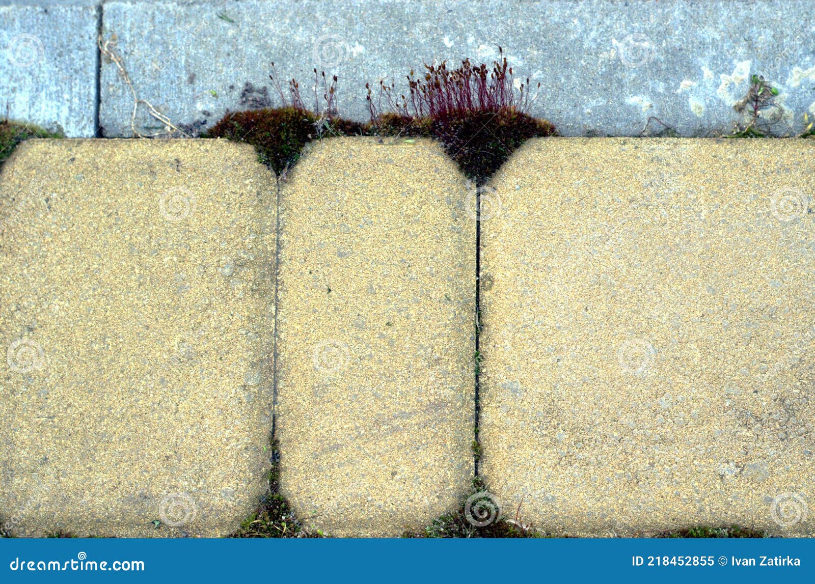Pavement in Which the Seams are Overgrown with Moss Stock Image - Image ...
