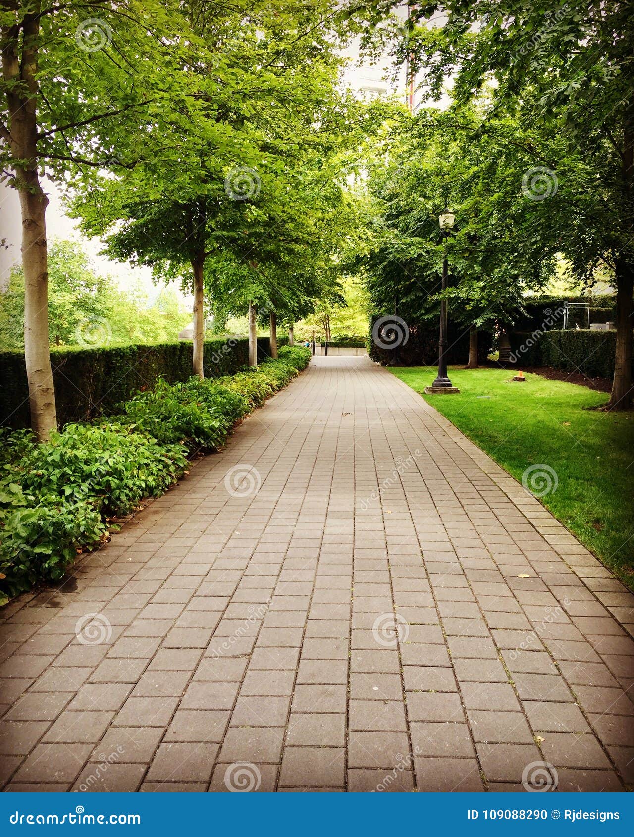 Paver Path through Trees and Grass Stock Photo - Image of path, pathway ...