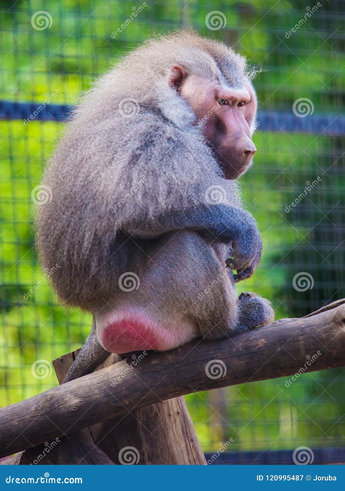 Pavian stockbild. Bild von porträt, säugetier, mann - 120995487