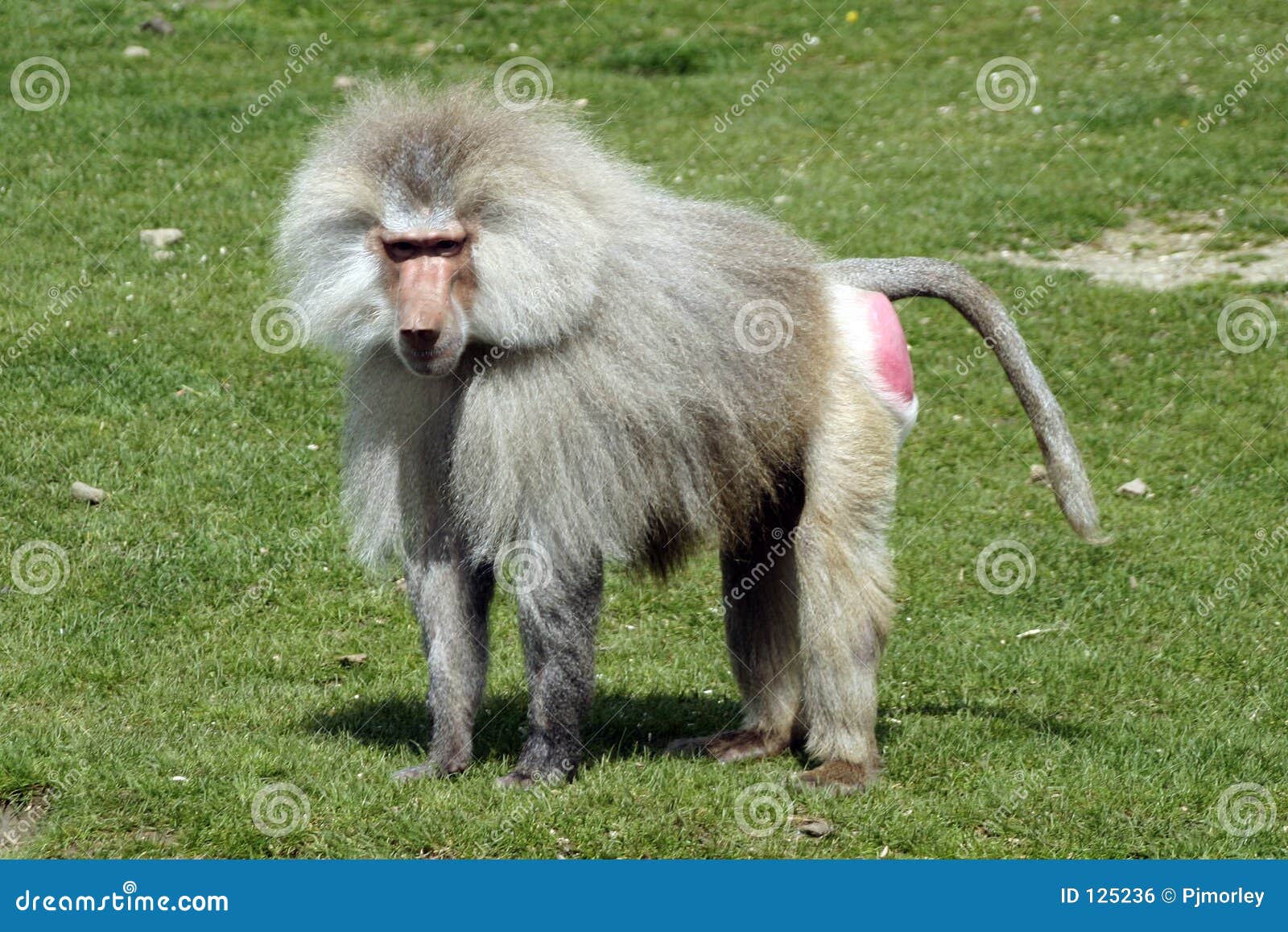 Pavian stockfoto. Bild von gras, buschig, gefangener, lang - 125236