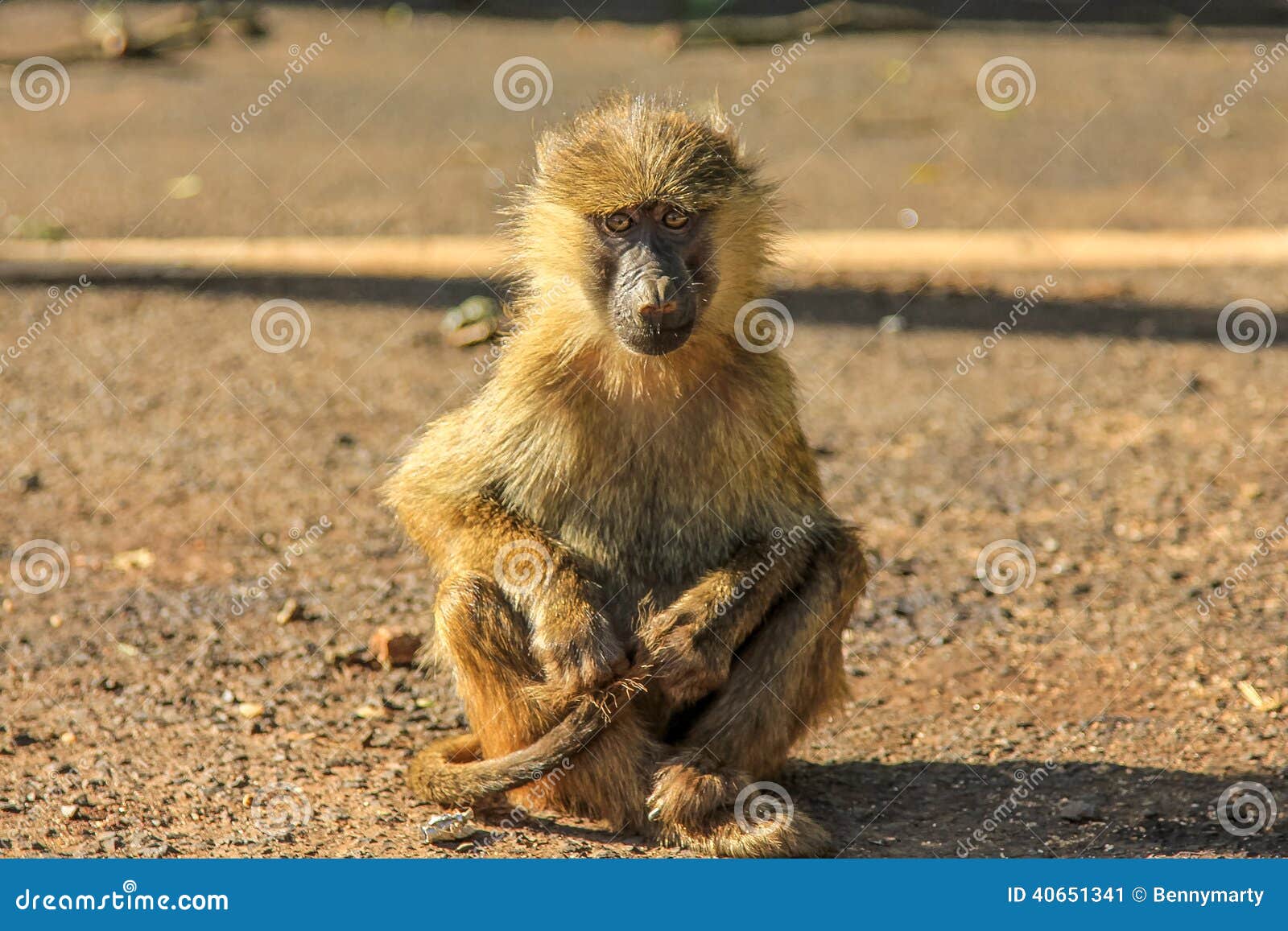 Pavian stockbild. Bild von tier, tansania, afrikanisch - 40651341