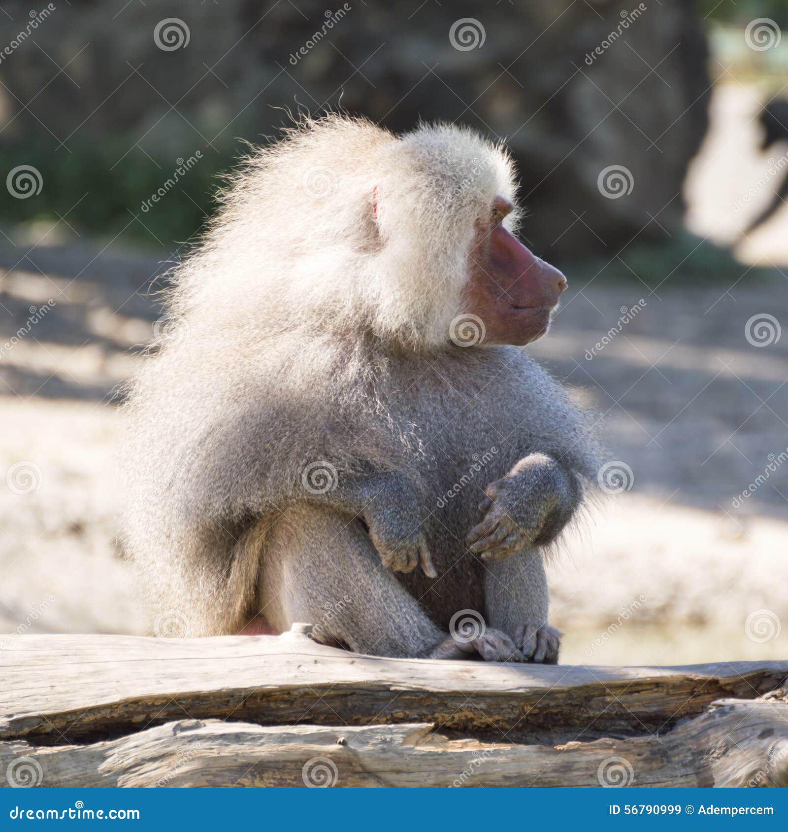 Pavian stockbild. Bild von seite, schauen, pelz, farbe - 56790999