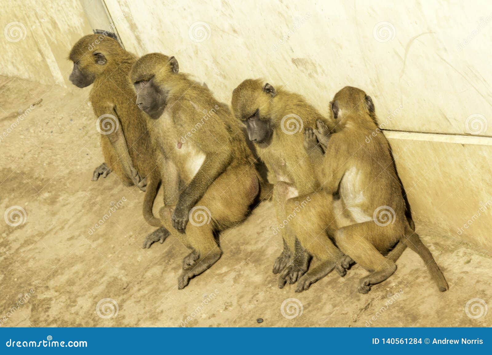 Pavian stockfoto. Bild von essen, kind, umgebung, pelz - 140561284