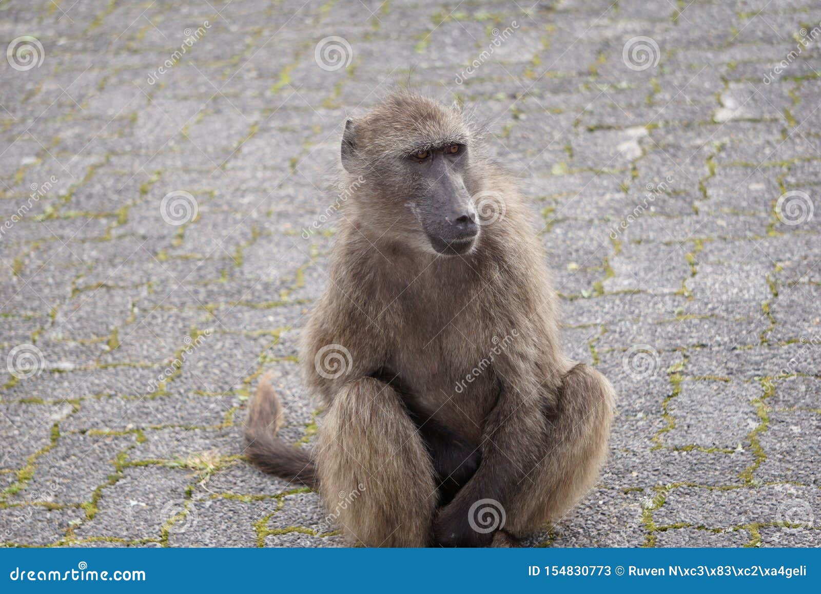 Pavian stockbild. Bild von pavian, afrika, entdeckt - 154830773