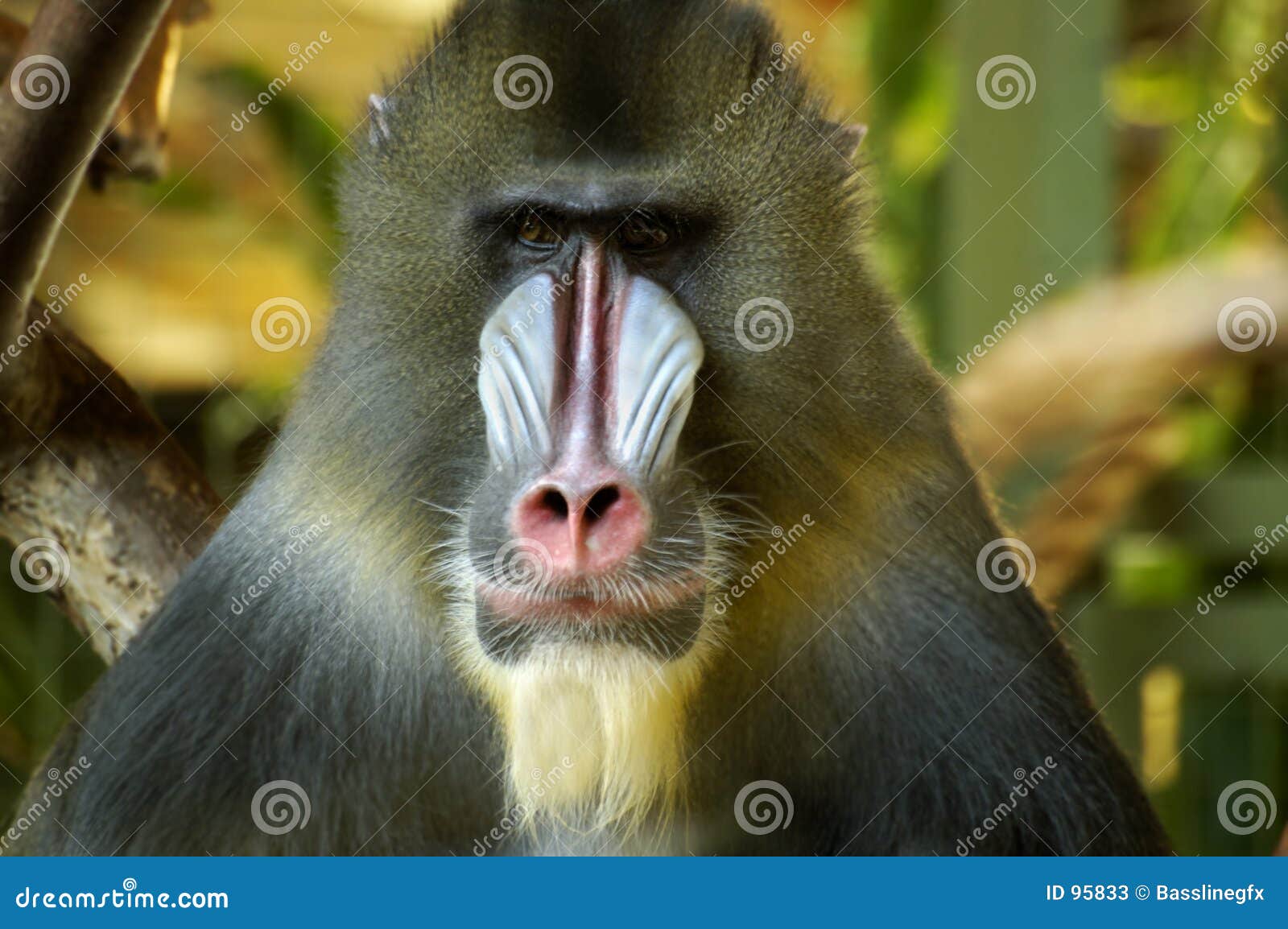 Pavian-Portrait stockbild. Bild von porträt, pavian, paviane - 95833