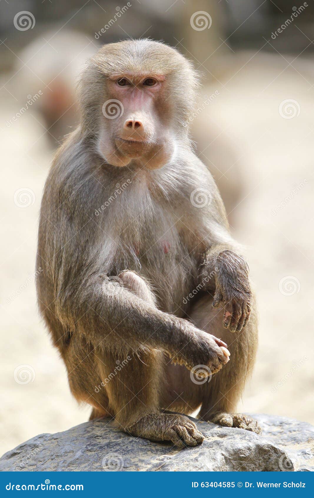 Pavian, Sitzend Auf Einem Felsen Stockbild - Bild von felsen, amen ...