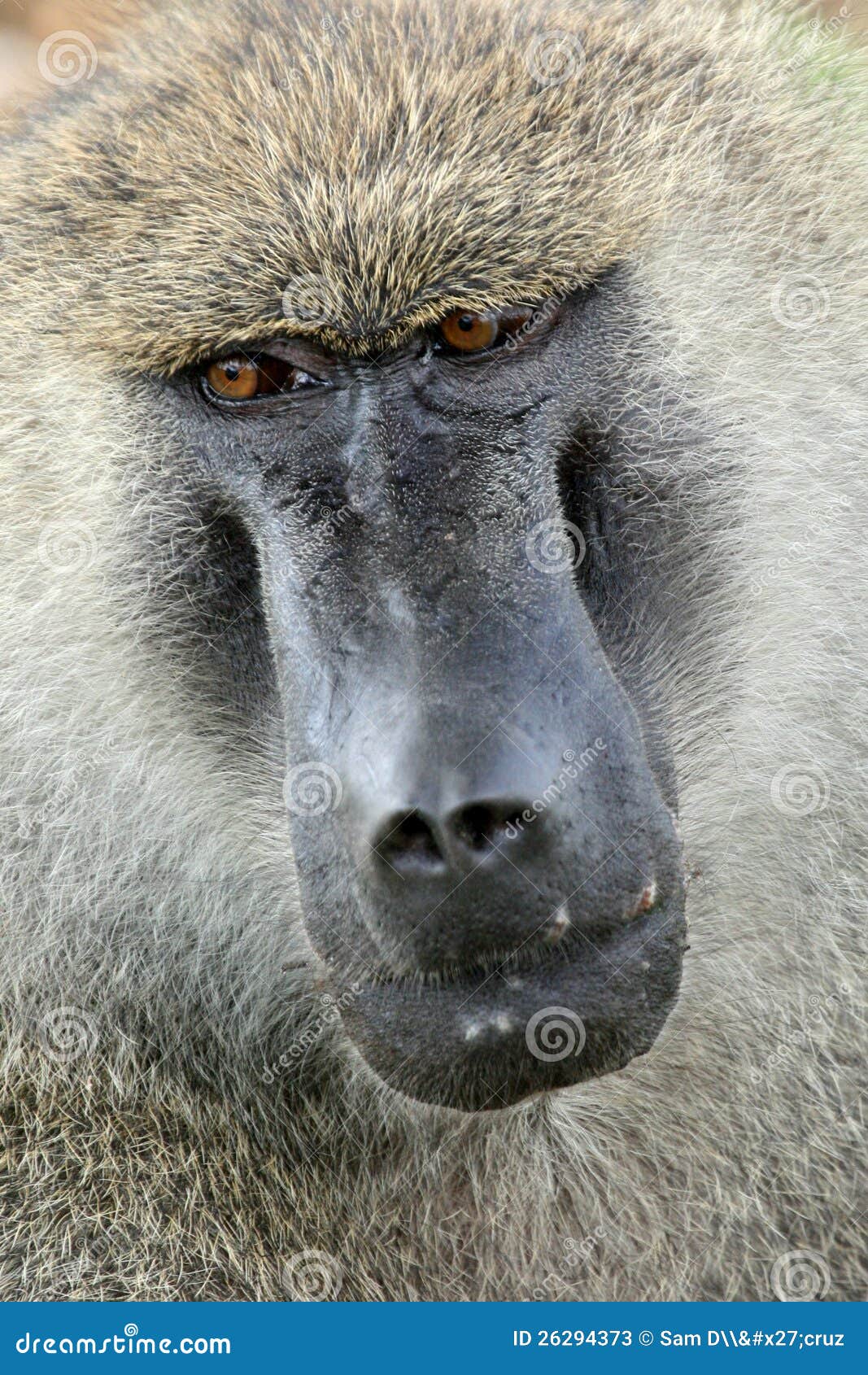 Pavian - Tanzania, Afrika stockbild. Bild von tansania - 26294373