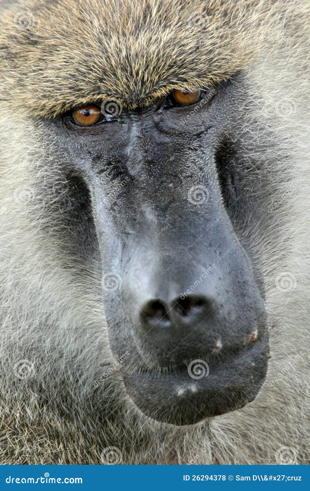 Pavian - Tanzania, Afrika stockfoto. Bild von sonderkommando - 26294378